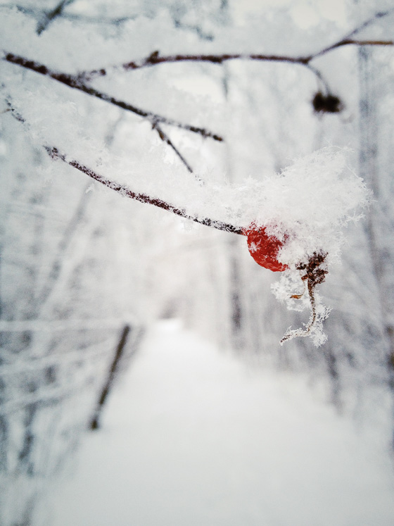 9 Secrets For Astonishing Winter Photography On Your iPhone