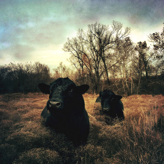 9 Tips For Incredible Rural Landscape Photography On iPhone